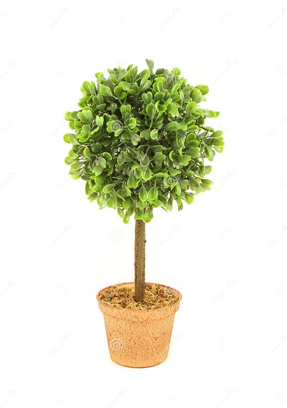 Small tree stock photo. Image of botany, garden, plant - 2537936