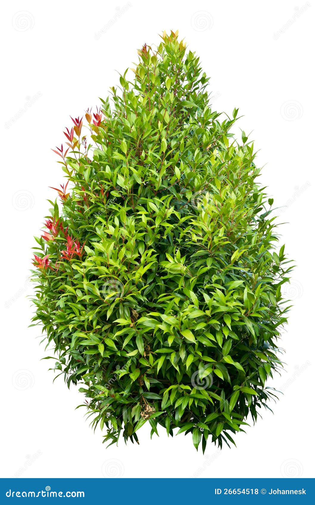 Small Tree stock photo. Image of garden, white, natural - 26654518