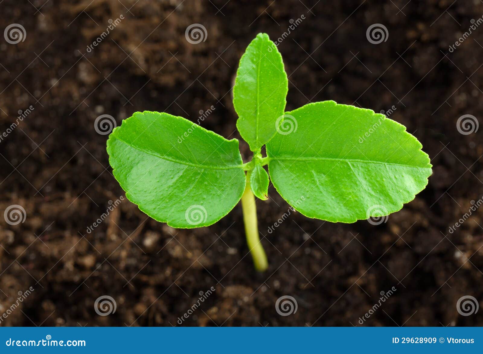 Small tree stock image. Image of leaf, plants, spring - 29628909