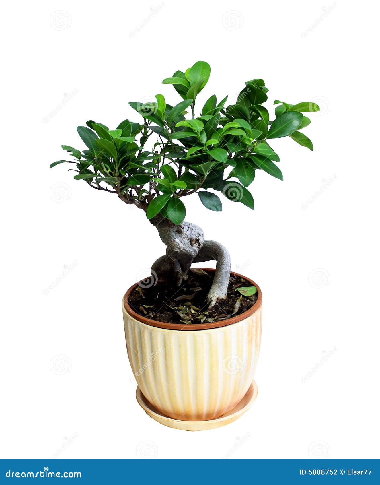 Small tree stock photo. Image of single, green, plant - 5808752