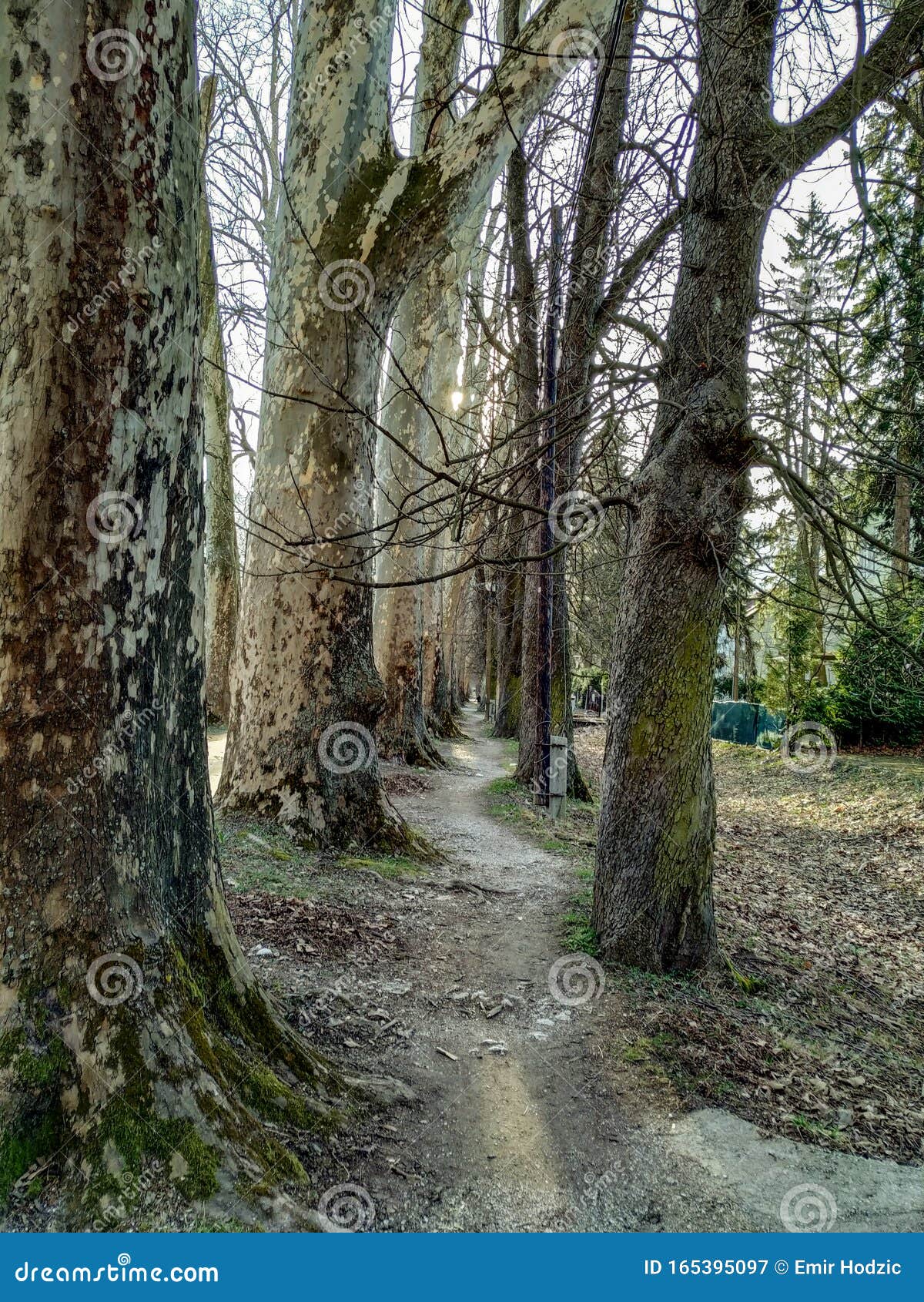 Small Tree Alley Path in the Empty Forest while Walking in the Nature ...