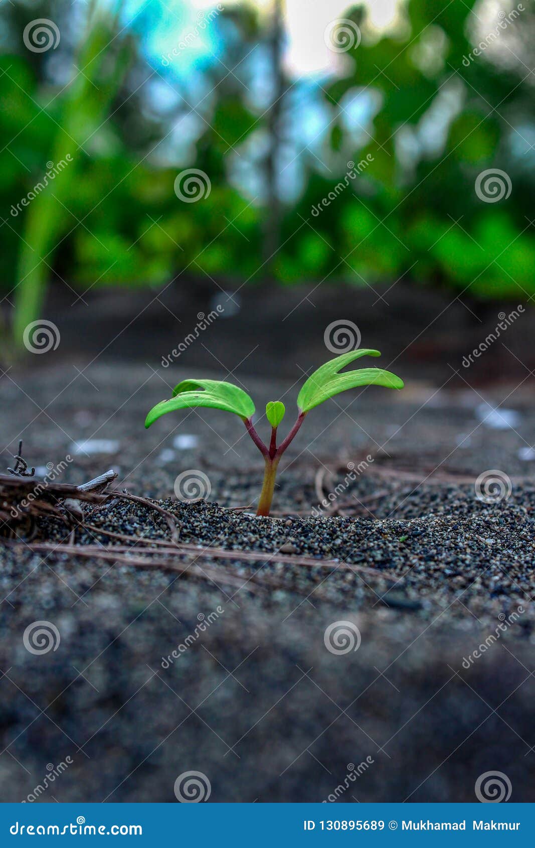 Small tree as if smiling stock image. Image of smile - 130895689
