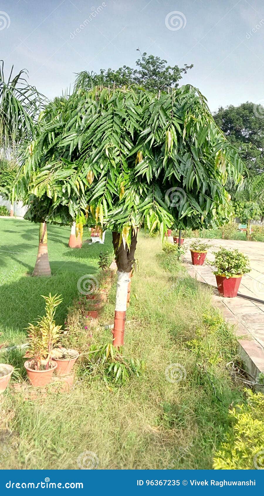 A small tree stock image. Image of small, famous, tree - 96367235