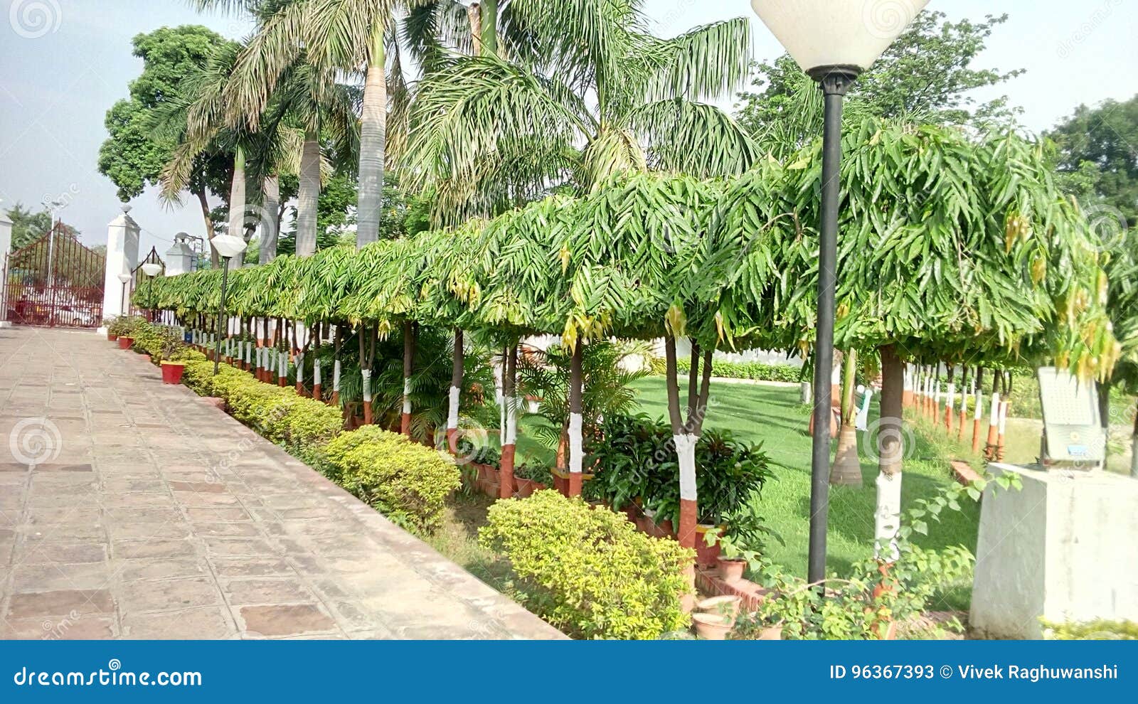 A small tree stock image. Image of tree, ashok, originated - 96367393