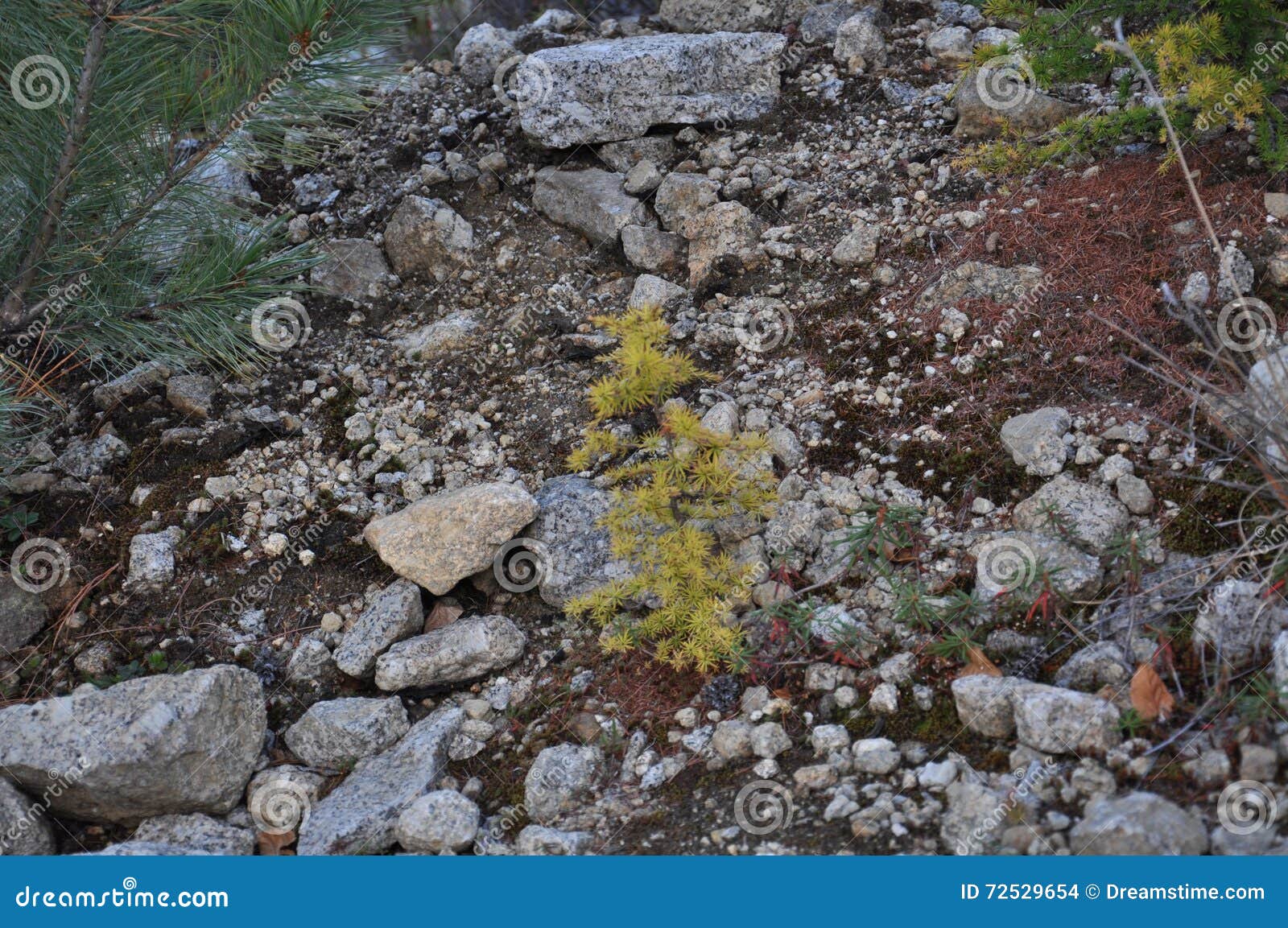 Small tree stock photo. Image of beginning, young, forest - 72529654