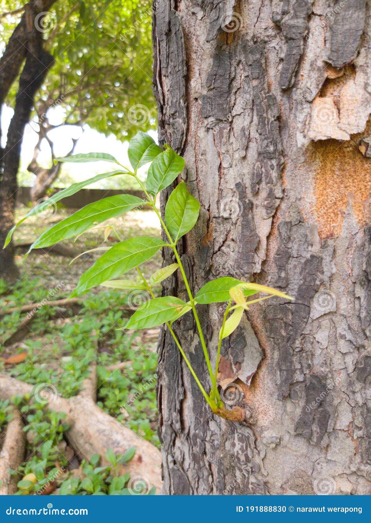 Small tree on big tree stock photo. Image of nature - 191888830