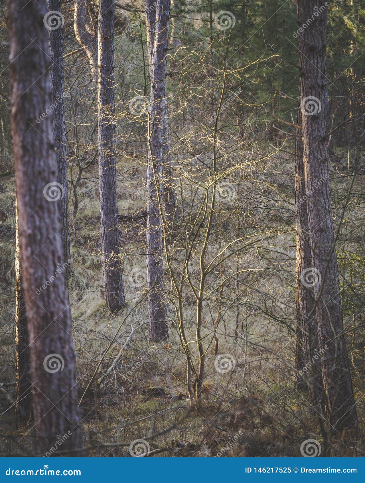 Small Tree between Big Pine Trees in a Dark Forest Stock Image - Image ...