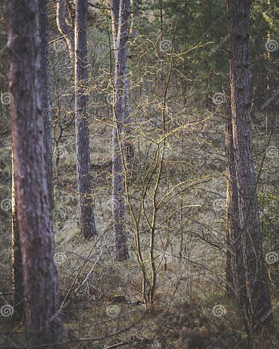 Small Tree between Big Pine Trees in a Dark Forest Stock Image - Image ...