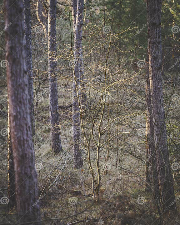 Small Tree between Big Pine Trees in a Dark Forest Stock Image - Image ...