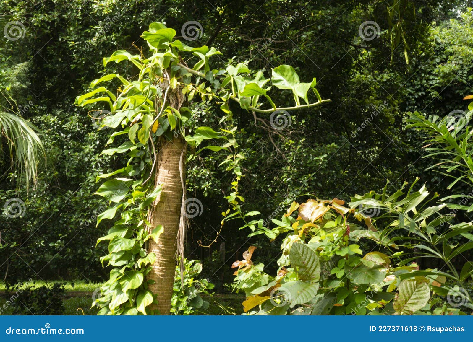 Small Tree on the Big Tree in the Forest Stock Photo - Image of ...