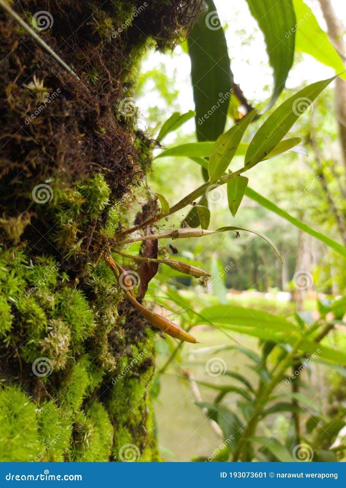 The small tree on big tree stock image. Image of plant - 193073601