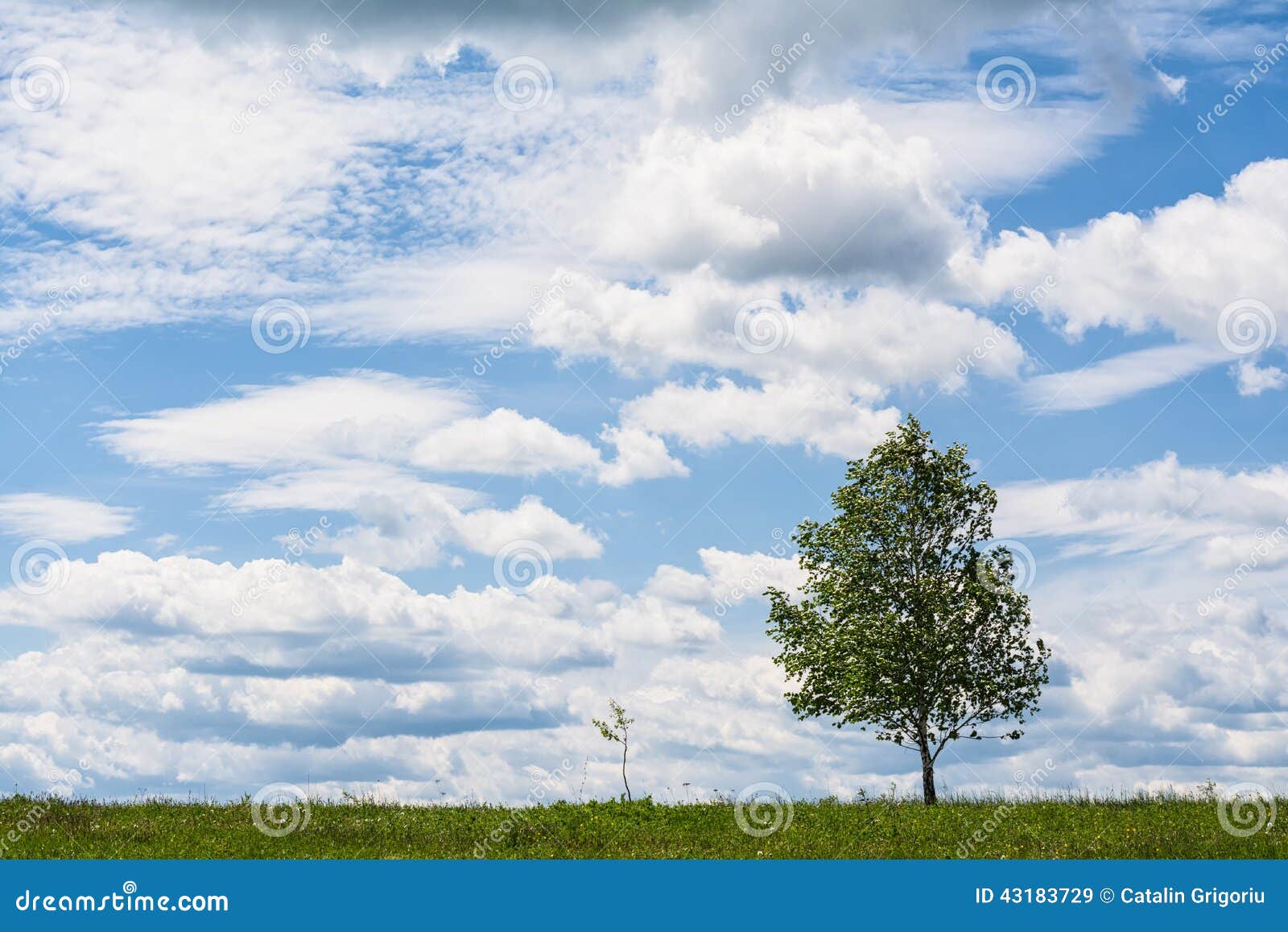 Small tree and big tree stock image. Image of background - 43183729