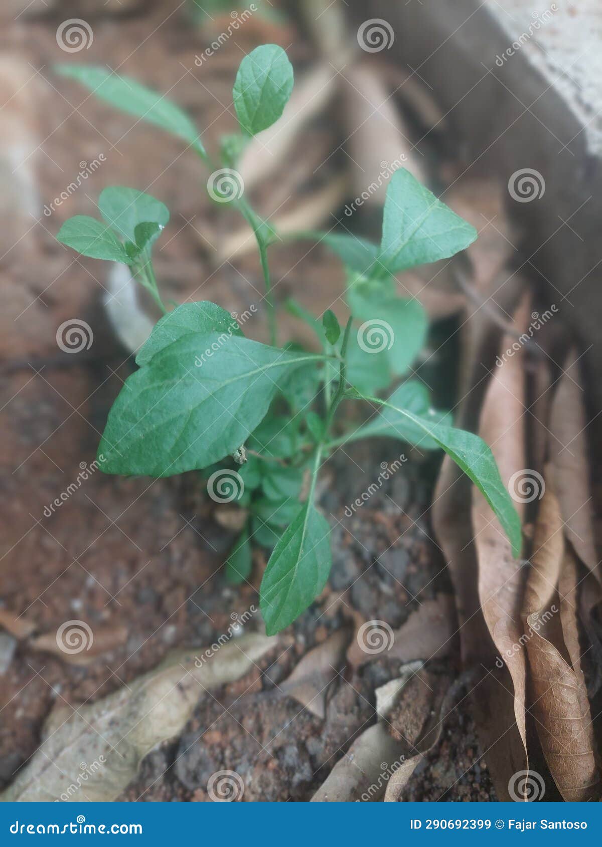 The Small Tree between the Big Trees is really Cute Stock Image - Image ...
