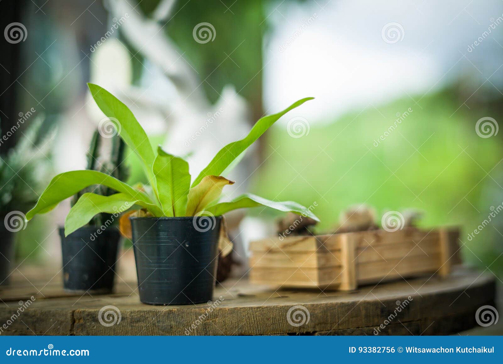 Small Tree in a Black Pot on a Table Stock Photo - Image of summer ...
