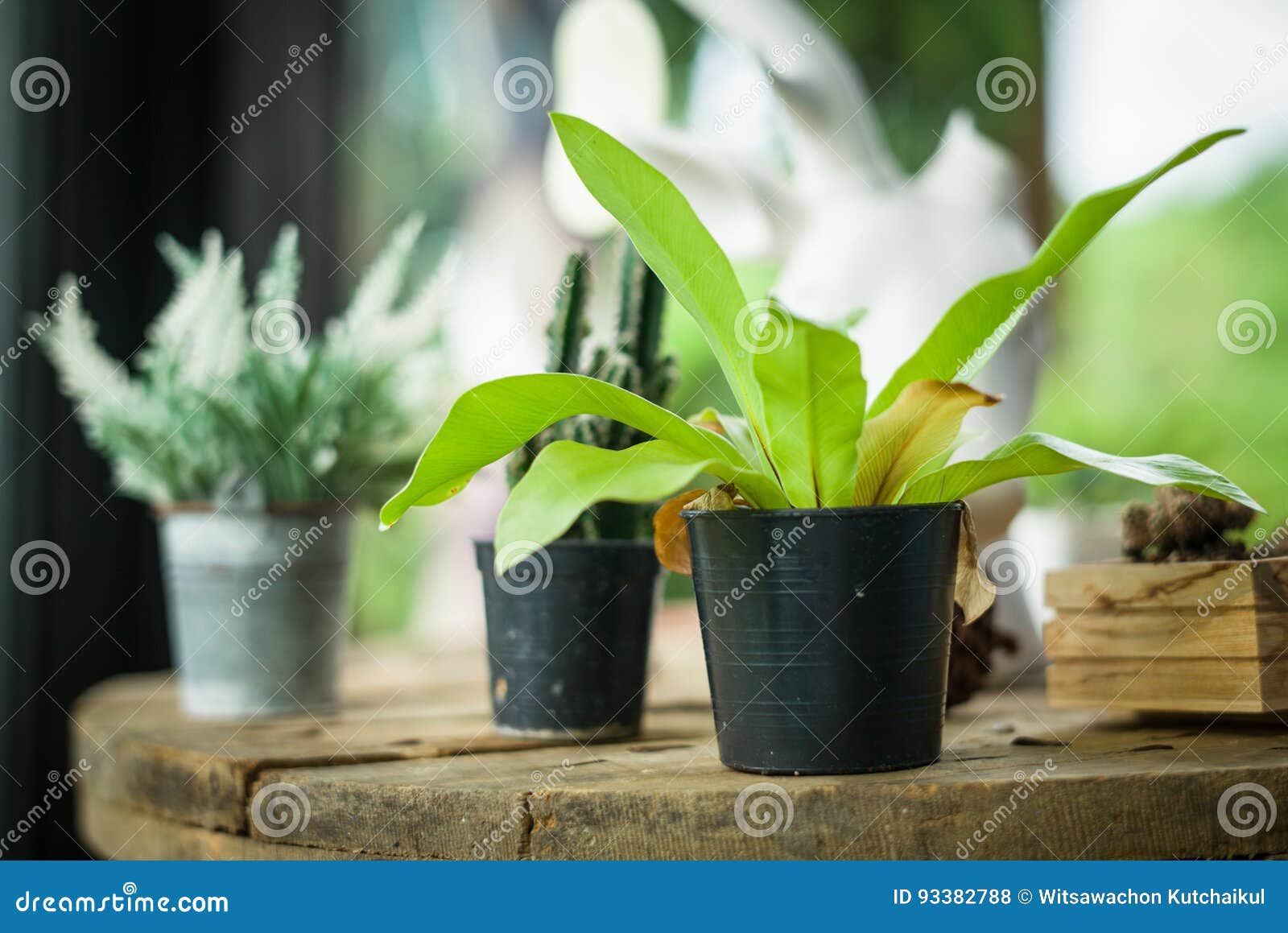 Small Tree in a Black Pot on a Table Stock Photo - Image of flower ...