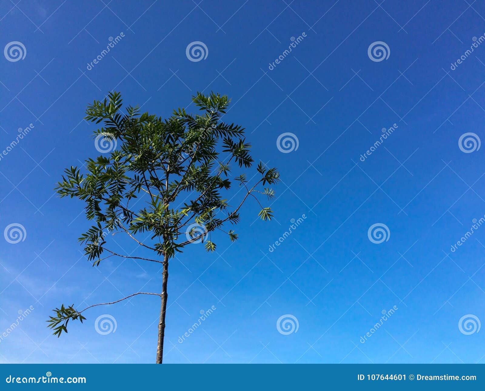 Small tree with blue sky stock image. Image of leaf - 107644601