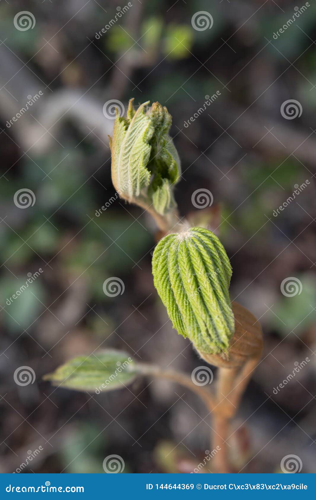 Small Tree Branch in a Forest Stock Image - Image of forest, gardening ...