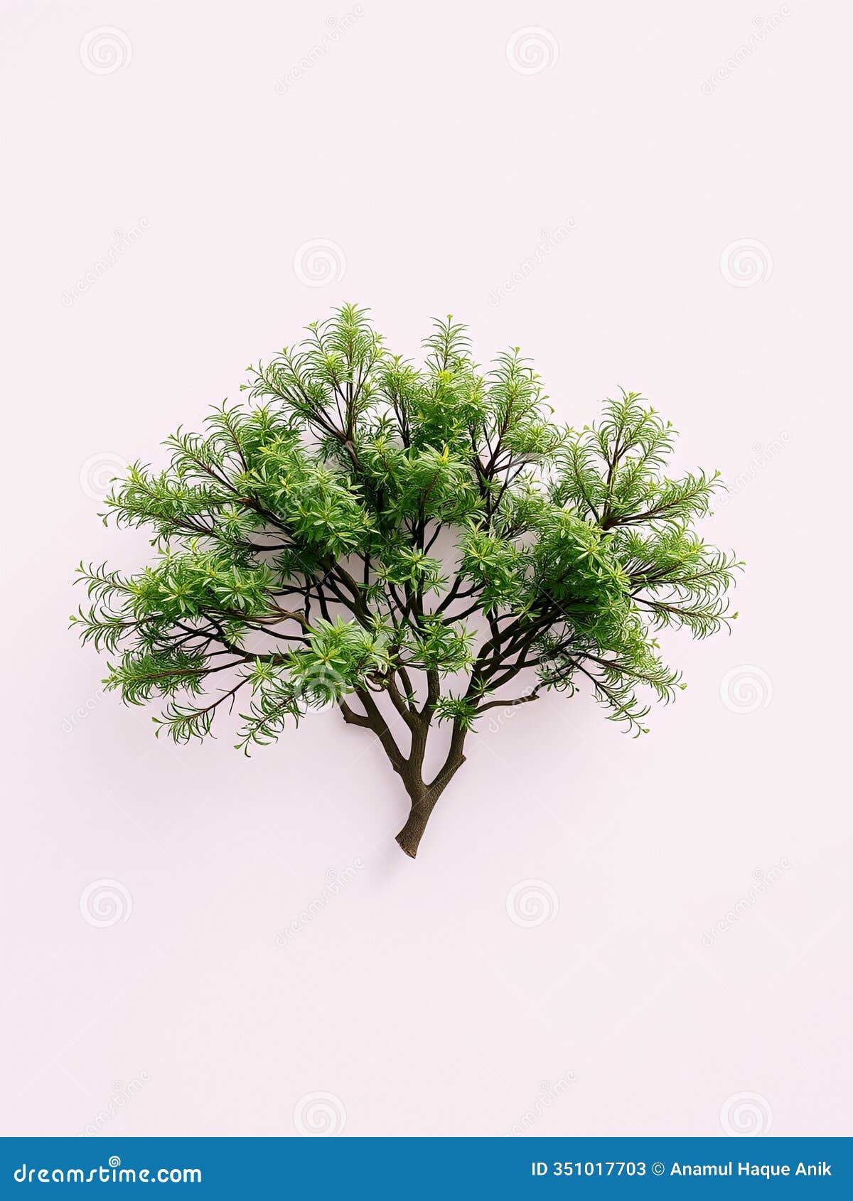 A Small Tree Branch with Green Leaves Against a White Background Stock ...
