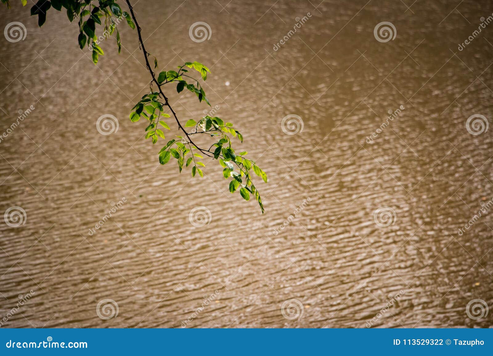A Small Tree Branch Hanging Over the River Stock Photo - Image of pond ...