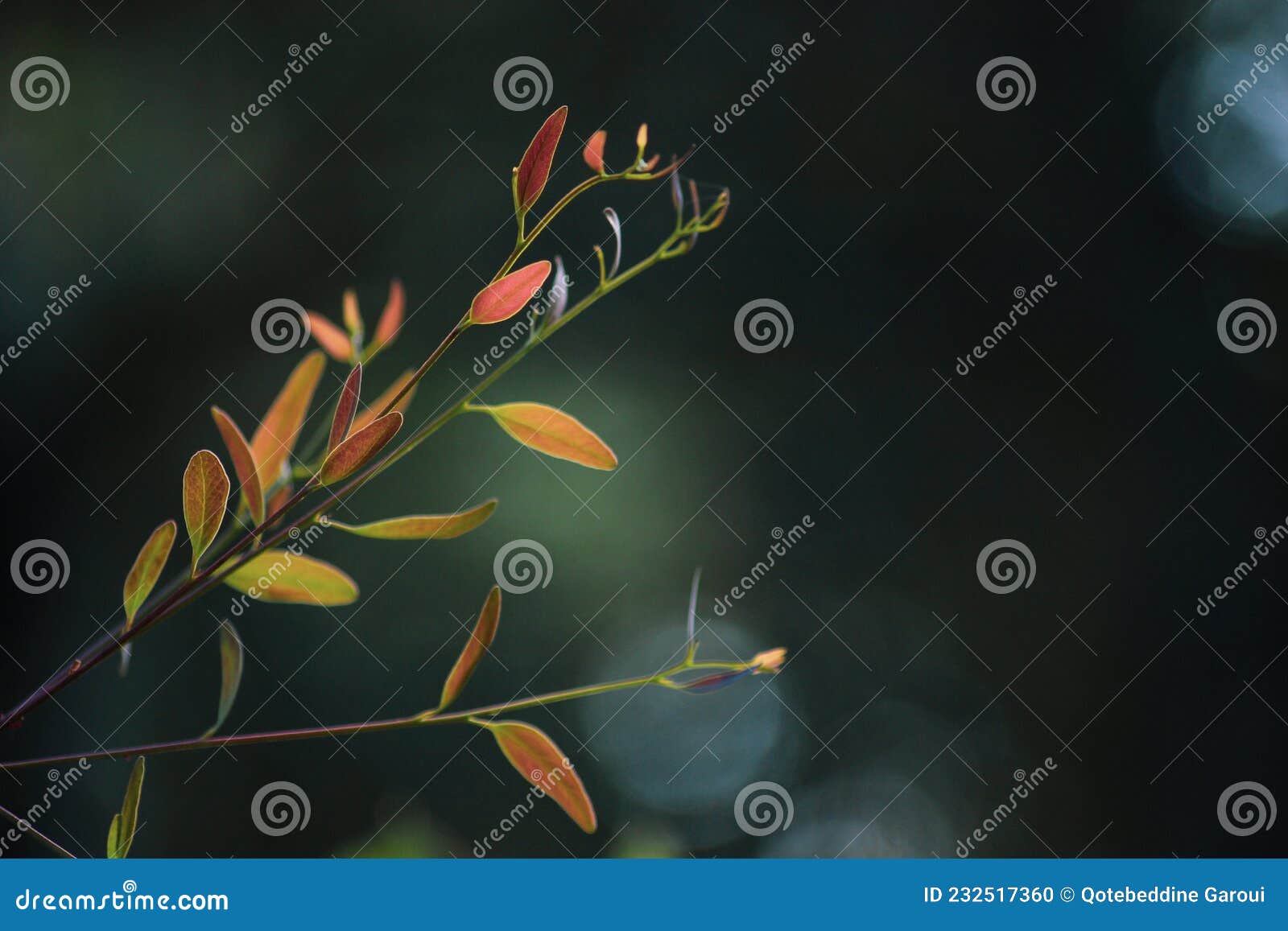 Small Tree Branch with Leaves Closeup Stock Photo - Image of plant ...