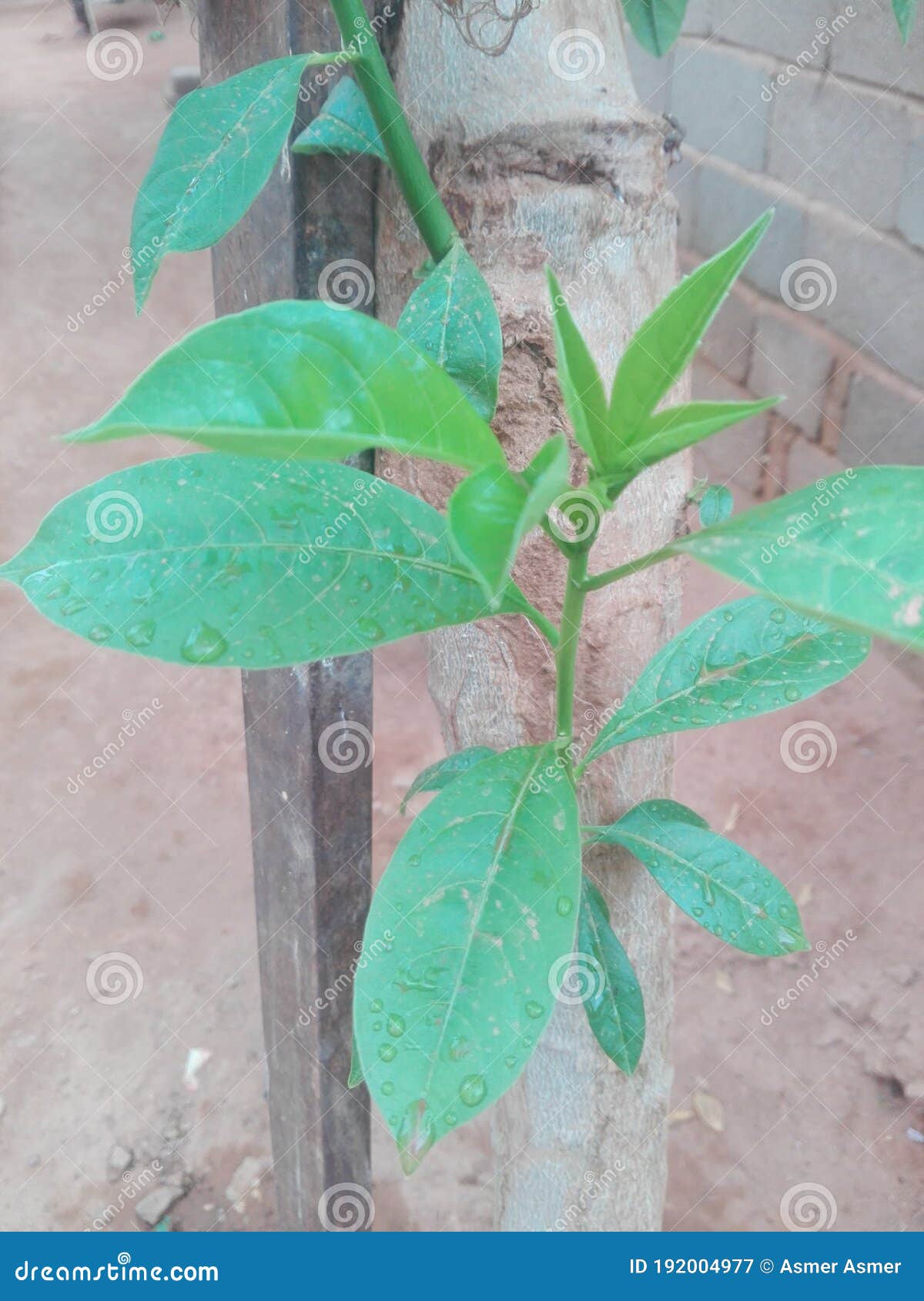 Small Tree Branch Sprouting in the Middle Stock Image - Image of color ...