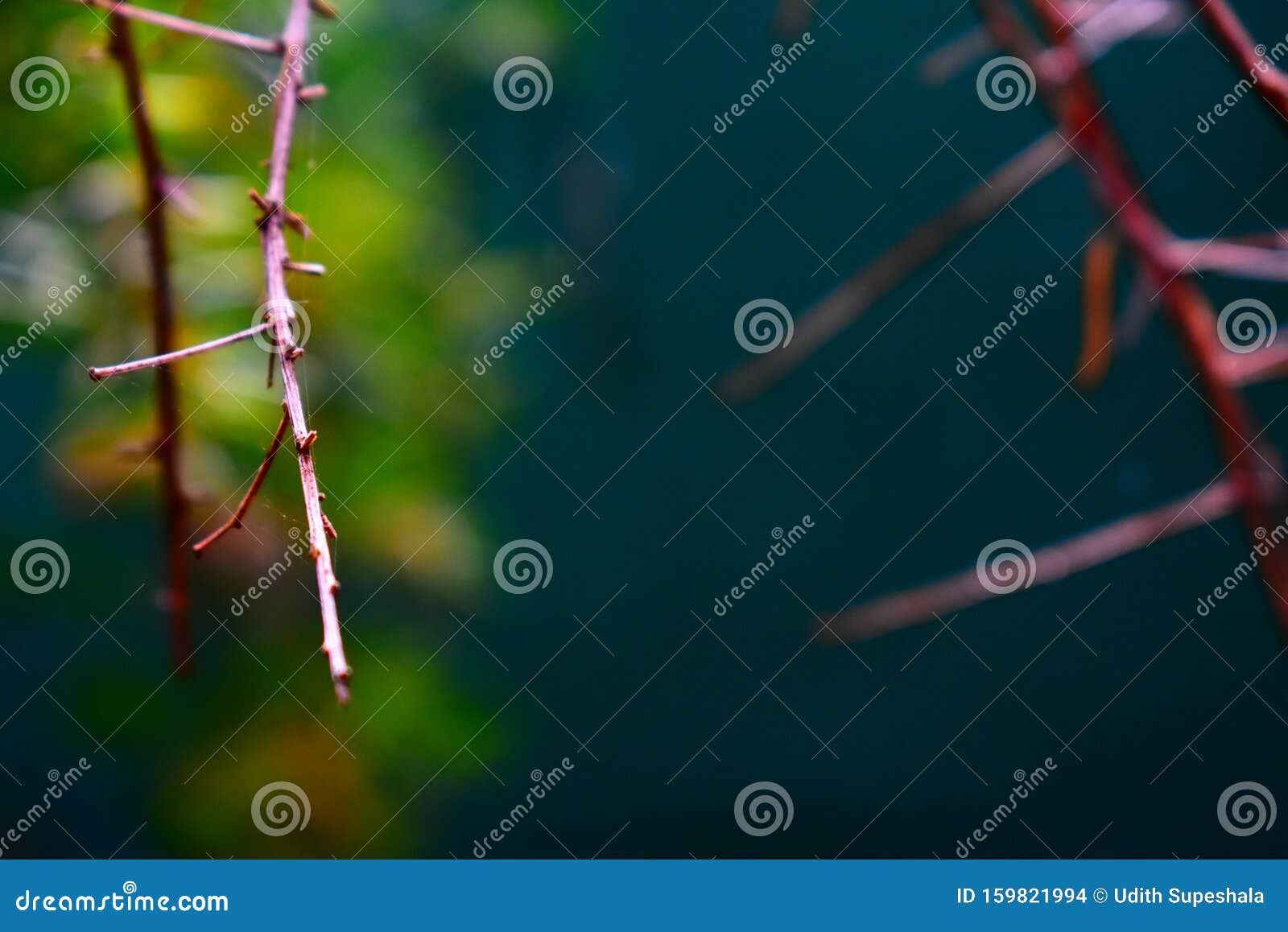 Small Tree Branchs stock photo. Image of branchs, tree - 159821994