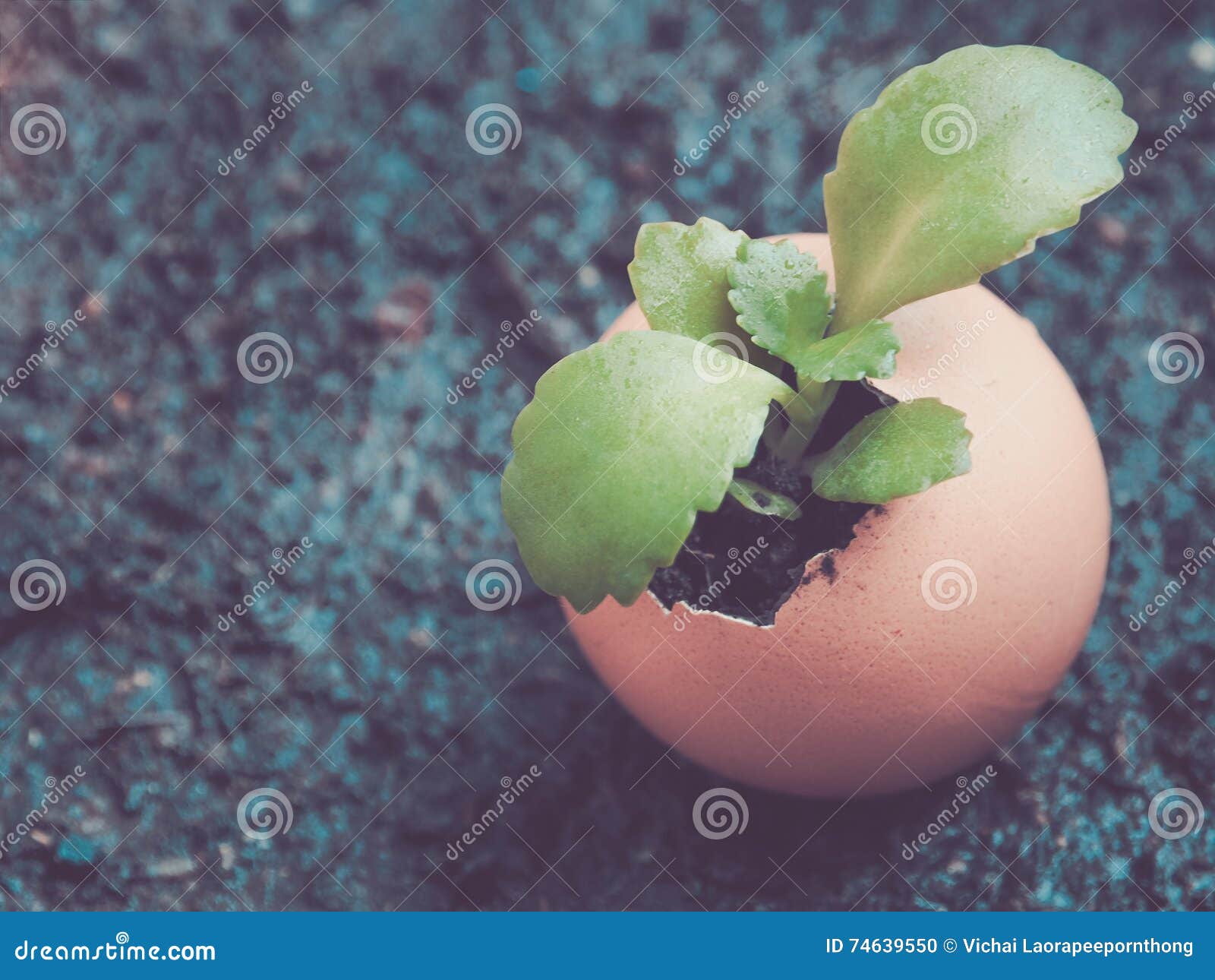 Small Tree are Breaking Out of Shell Egg Stock Photo - Image of weather ...