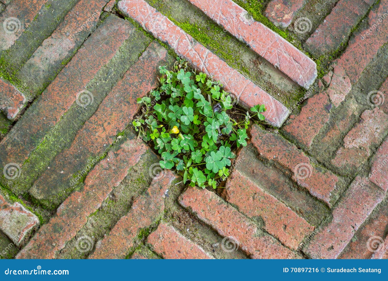 Small Tree on Brick Sidewalk Stock Photo - Image of bush, floral: 70897216