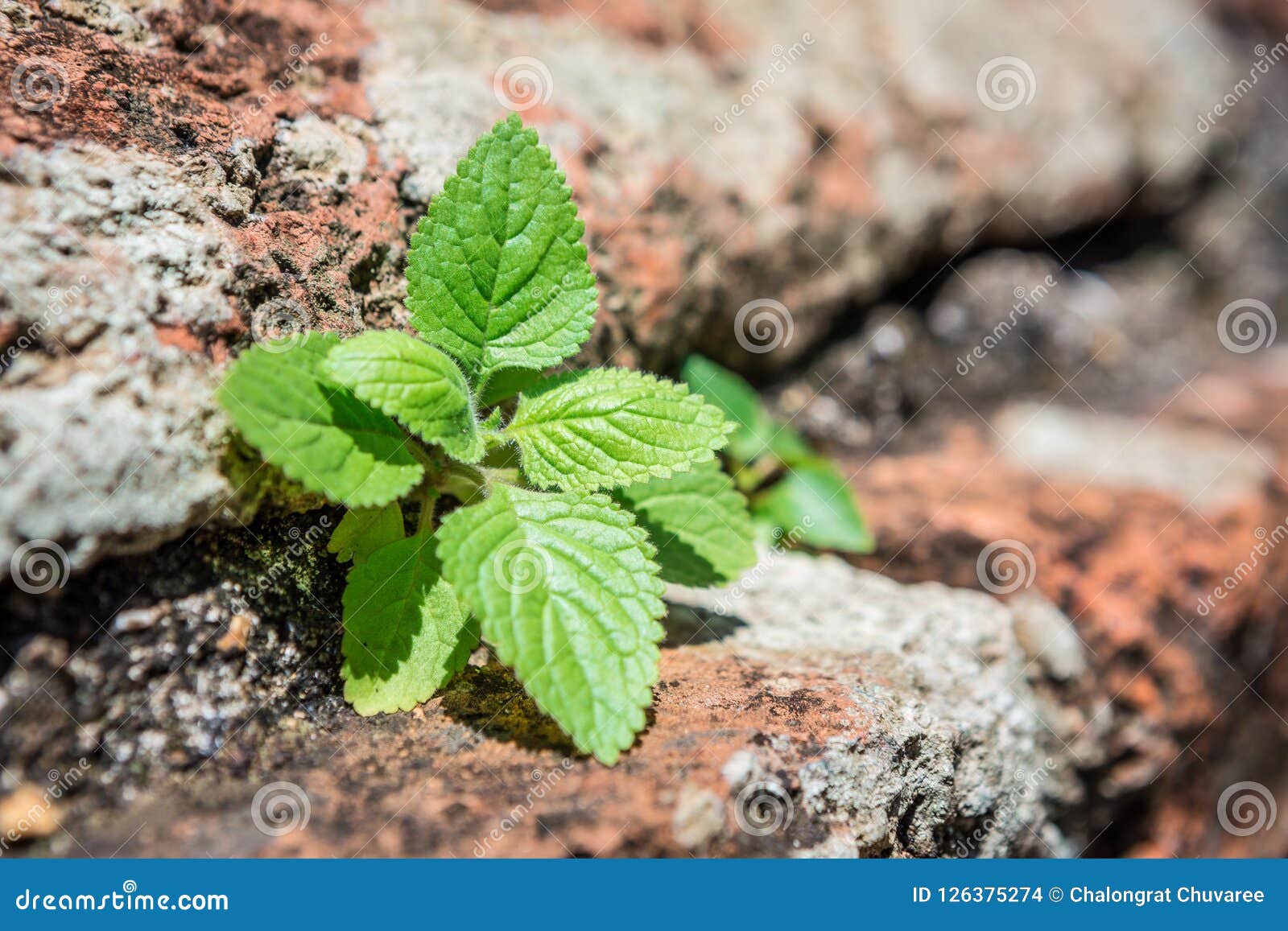 A Small Tree on a Brick Wall Stock Photo - Image of backdrop, pattern ...
