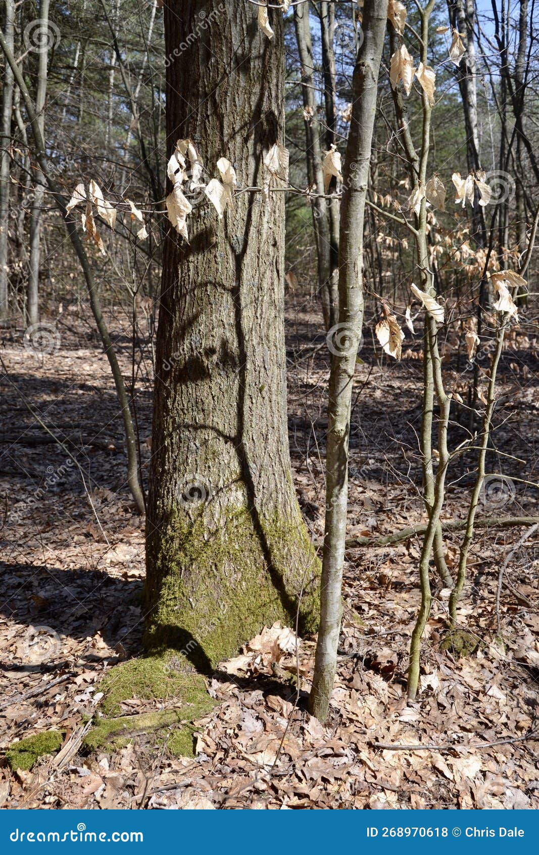Small Tree Casting Shadow on Large Trunk Along Hickling Recreational ...