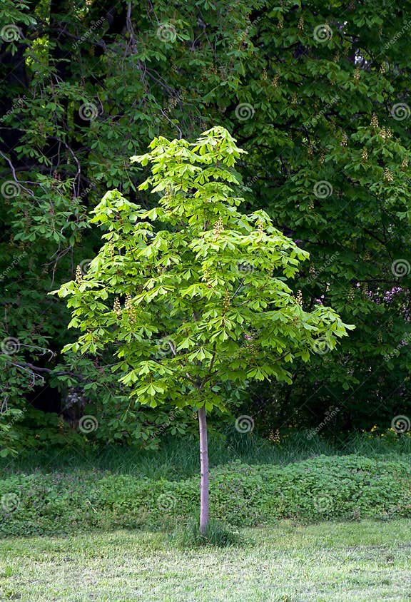 Small Chestnut Tree with White Flowers in Garden in Spring Time. Stock ...