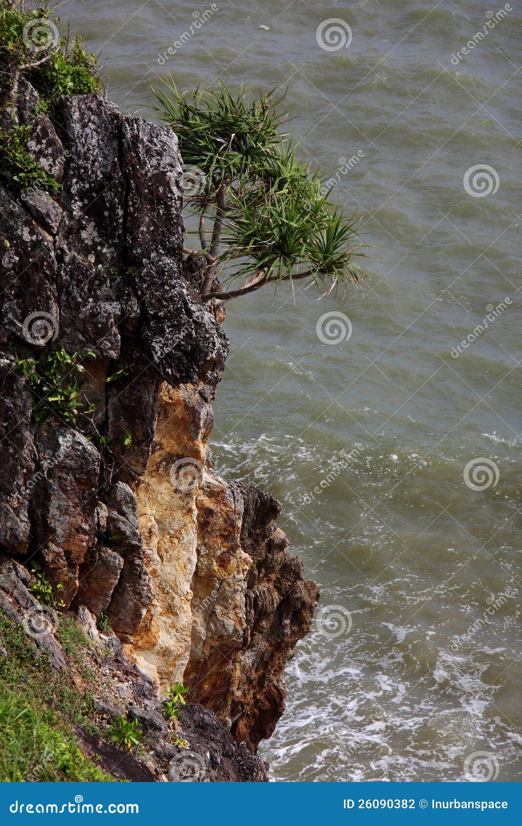 Small tree on the cliff stock photo. Image of color, stone - 26090382