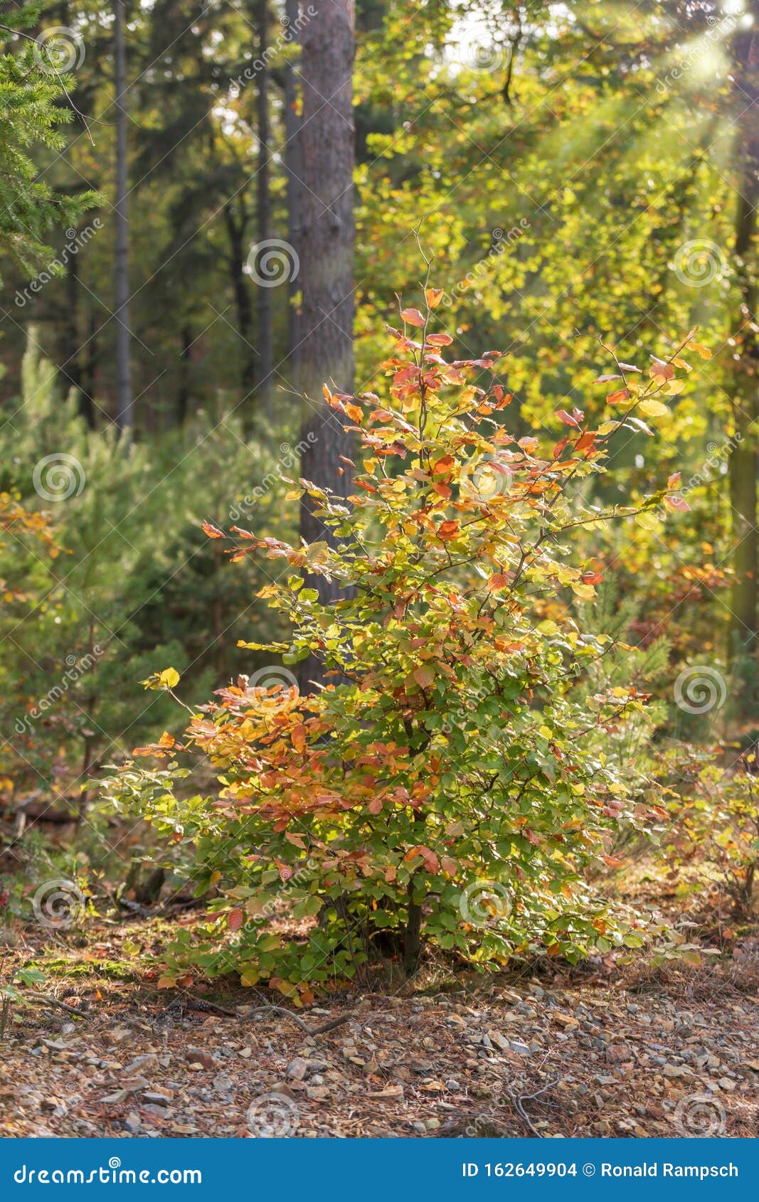 Small Tree with Coloured Leaves Stock Photo - Image of foliage, green ...