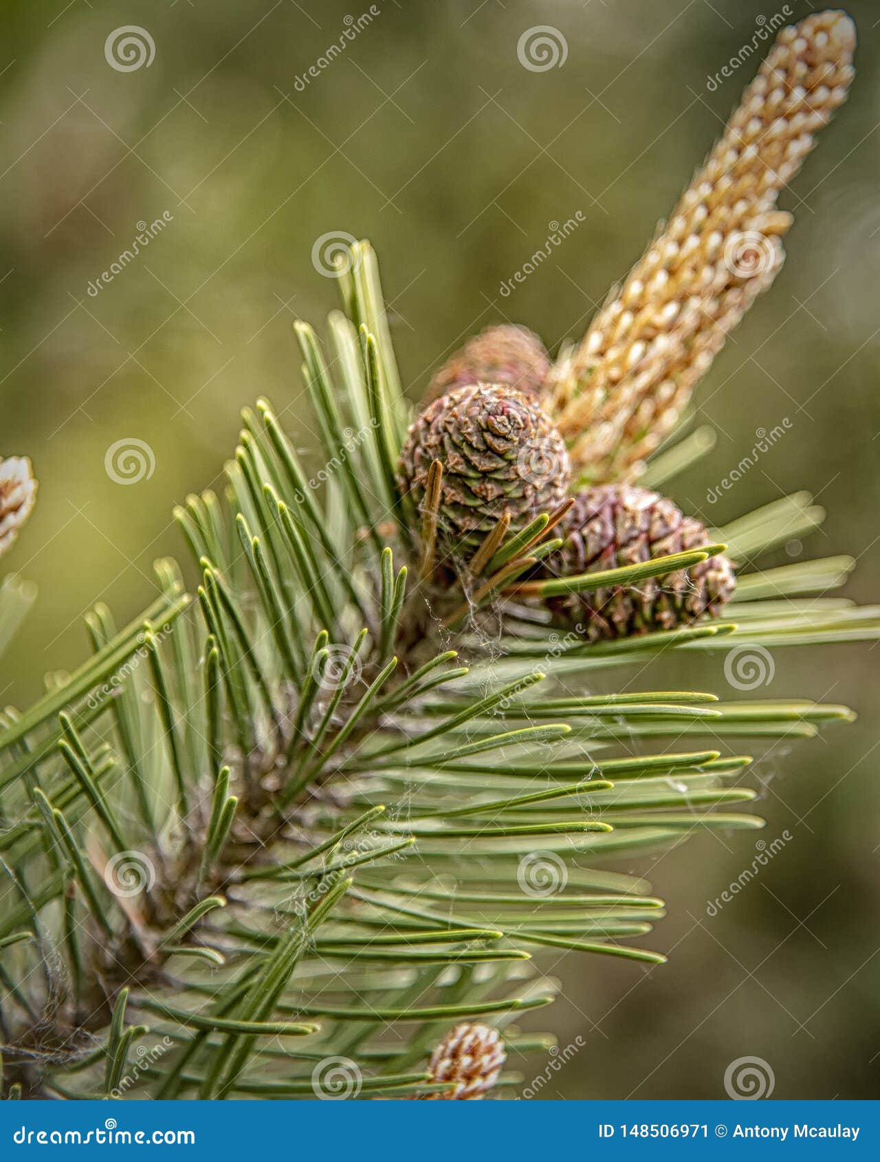 Small Tree Cones stock image. Image of floral, needle - 148506971