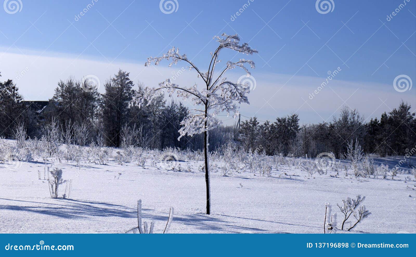 Small Tree Covered with Snow Stock Photo - Image of branches, weather ...