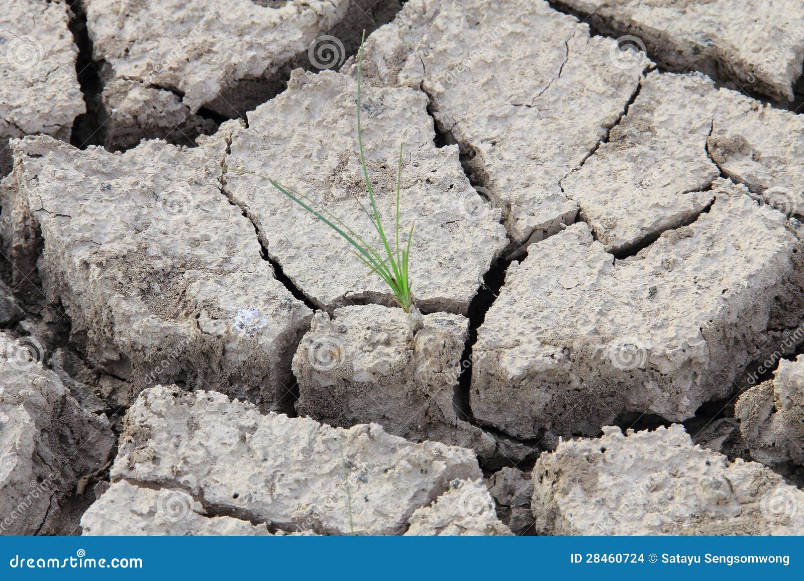 Small tree in crack soil stock photo. Image of arid, dryness - 28460724