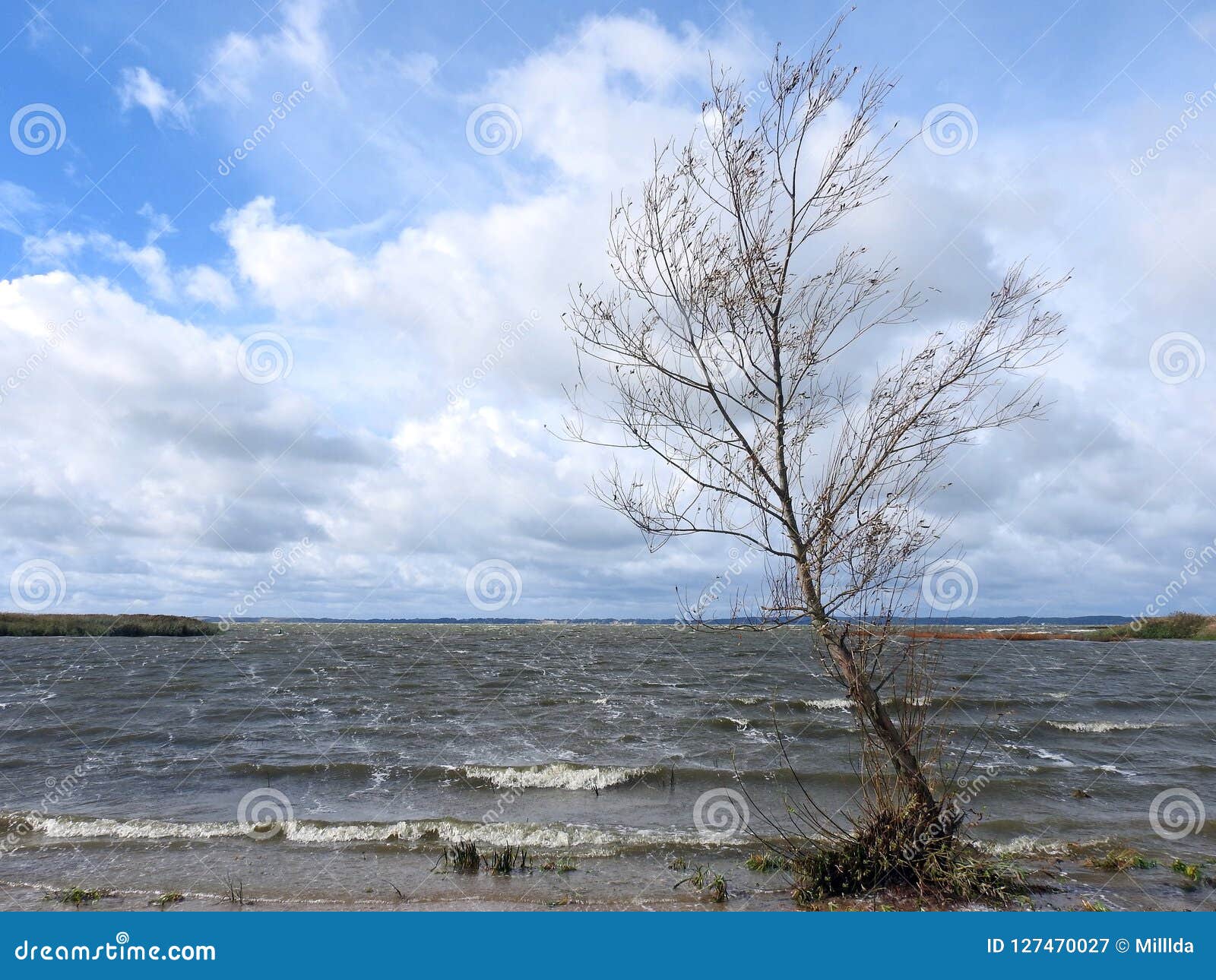 Tree on Curonian Spit Shore, Lithuania Stock Image - Image of lithuania ...