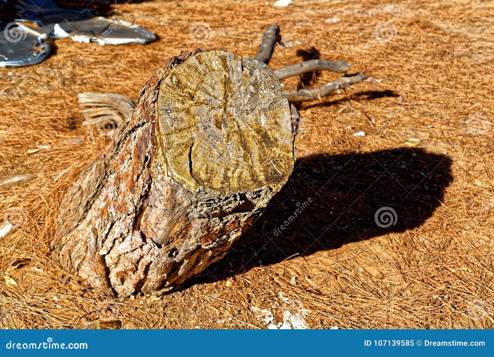 A Small Tree Cut Down in Its Prime Stock Image - Image of fight ...