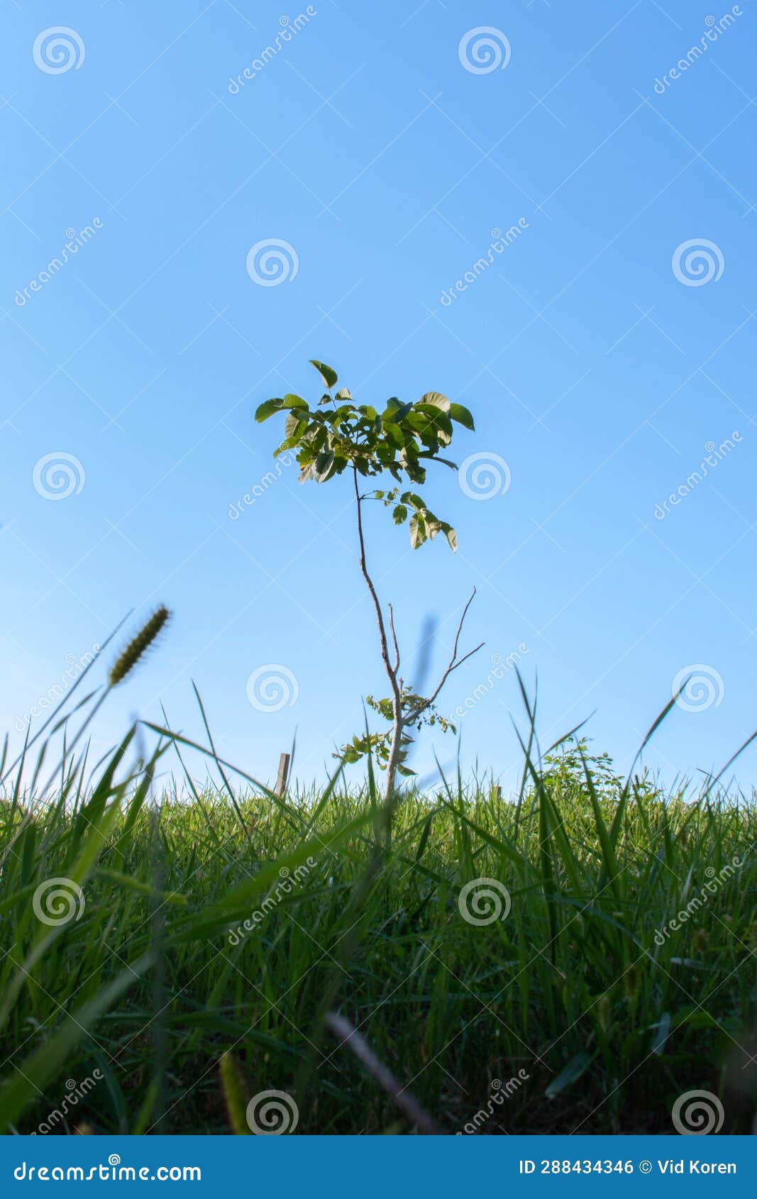 A Small Tree in Daylight with Blue Background. Stock Photo - Image of ...