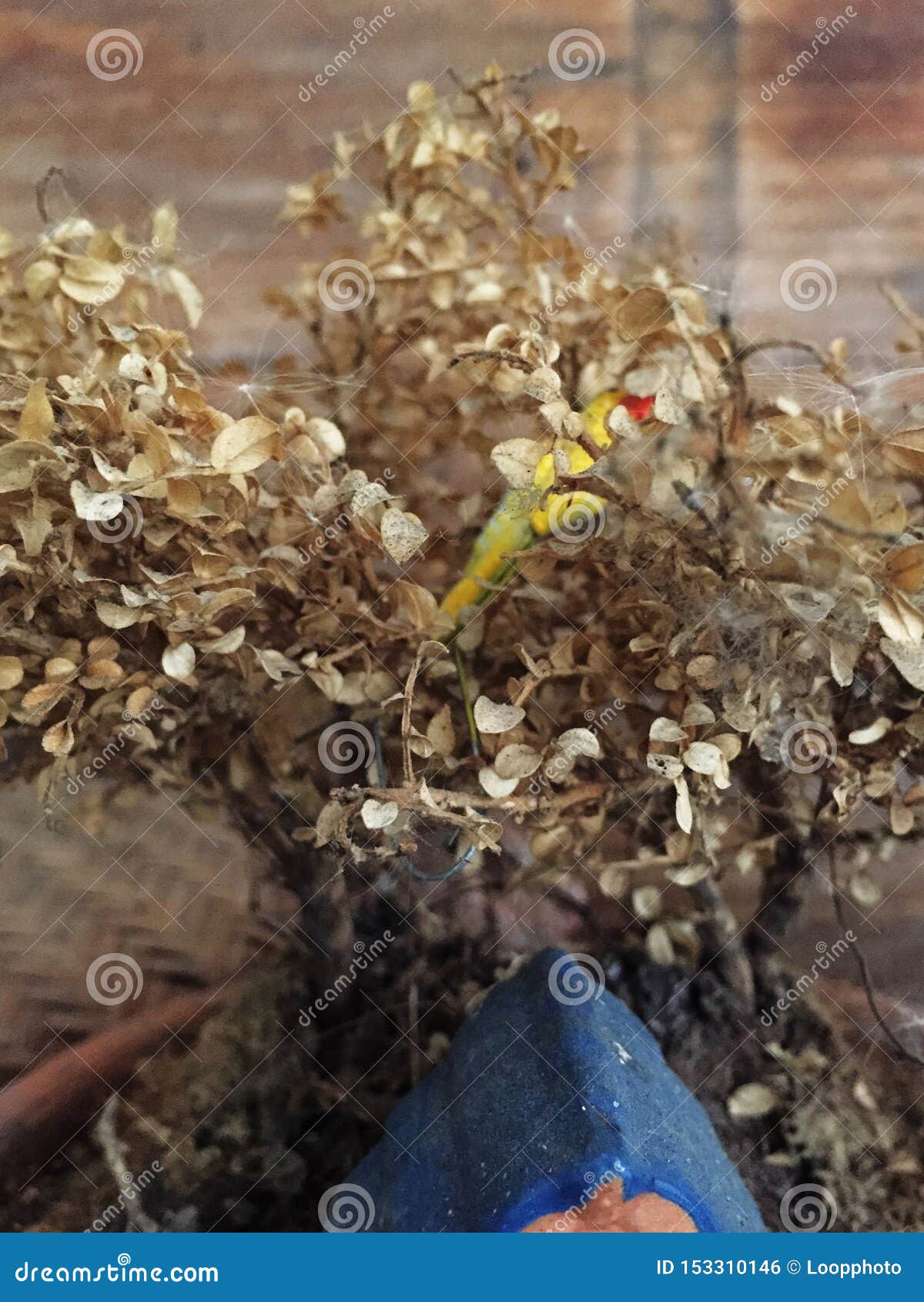 Small tree dead. stock photo. Image of leaves, small - 153310146