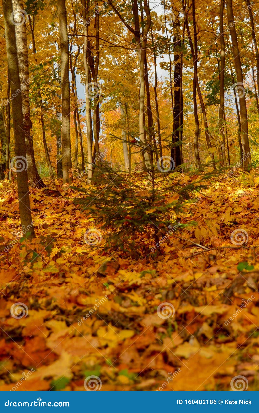 Small Tree in Deciduous Forest Stock Photo - Image of gardens, woody ...