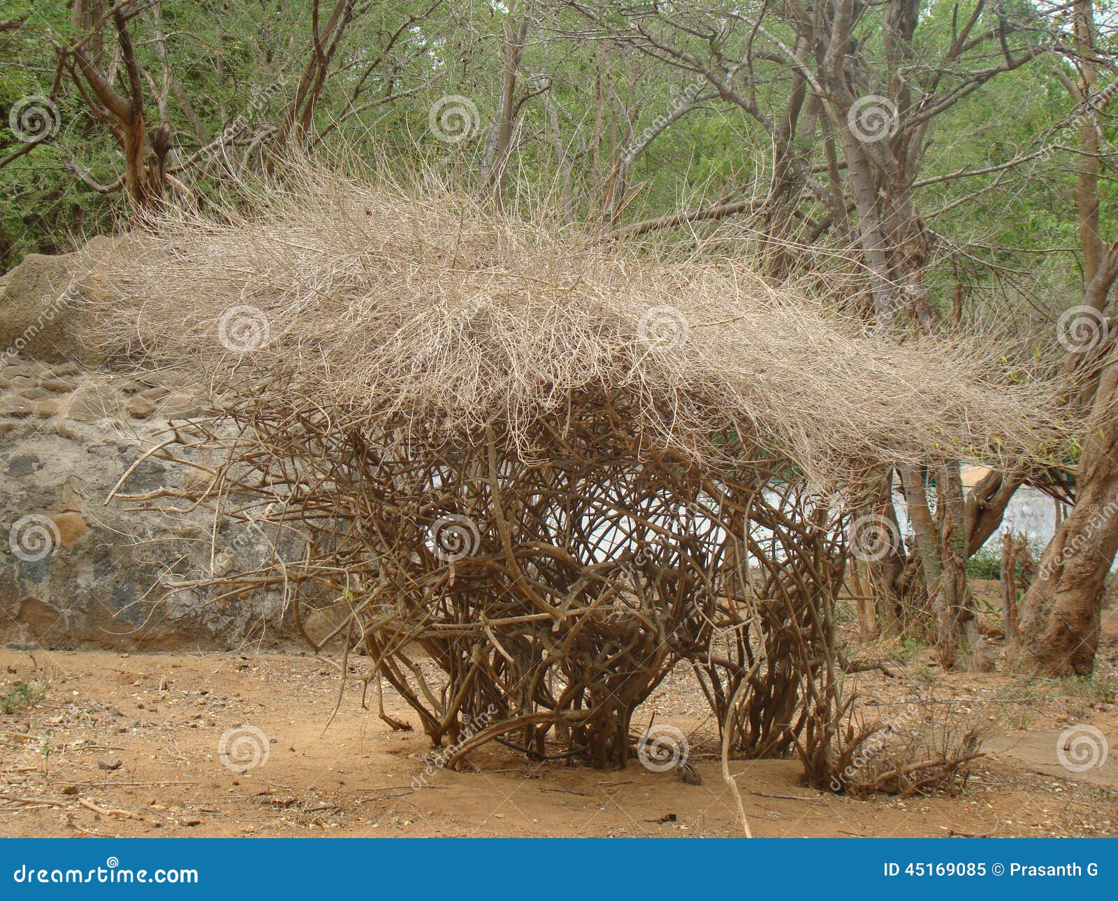 Small tree dried out stock image. Image of dried, climate - 45169085