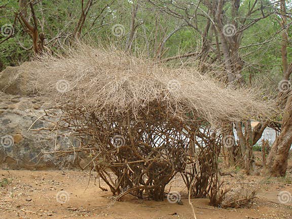 Small tree dried out stock image. Image of dried, climate - 45169085