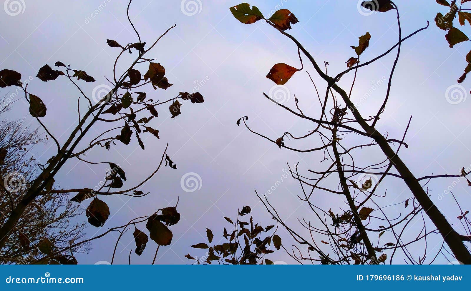 Small tree drying stock photo. Image of pond, petal - 179696186