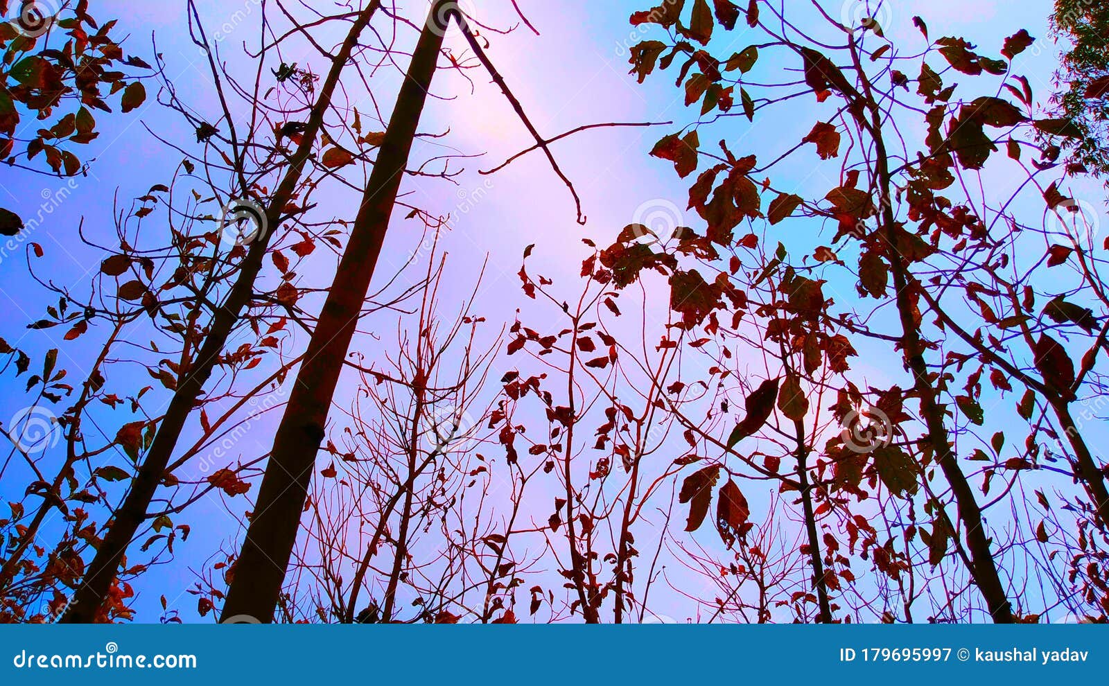 Small tree farm stock image. Image of cupboard, small - 179695997