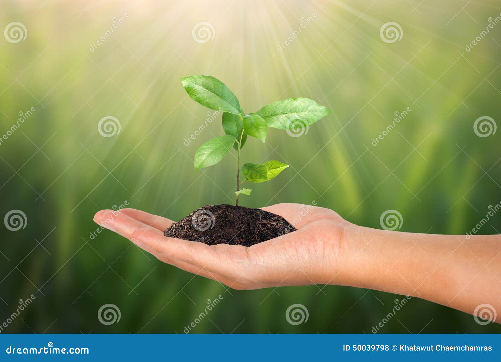 Small Tree in Female Hand on Green Nature Stock Photo - Image of ...