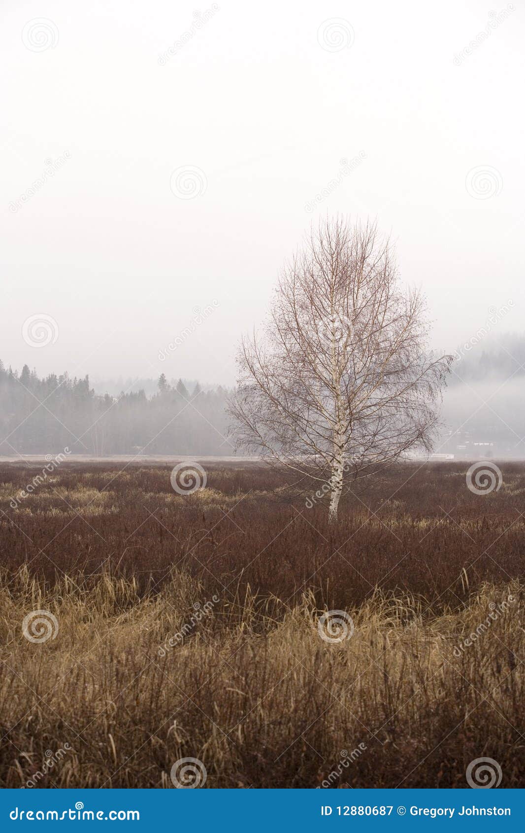 Small tree in the field. stock image. Image of trees - 12880687