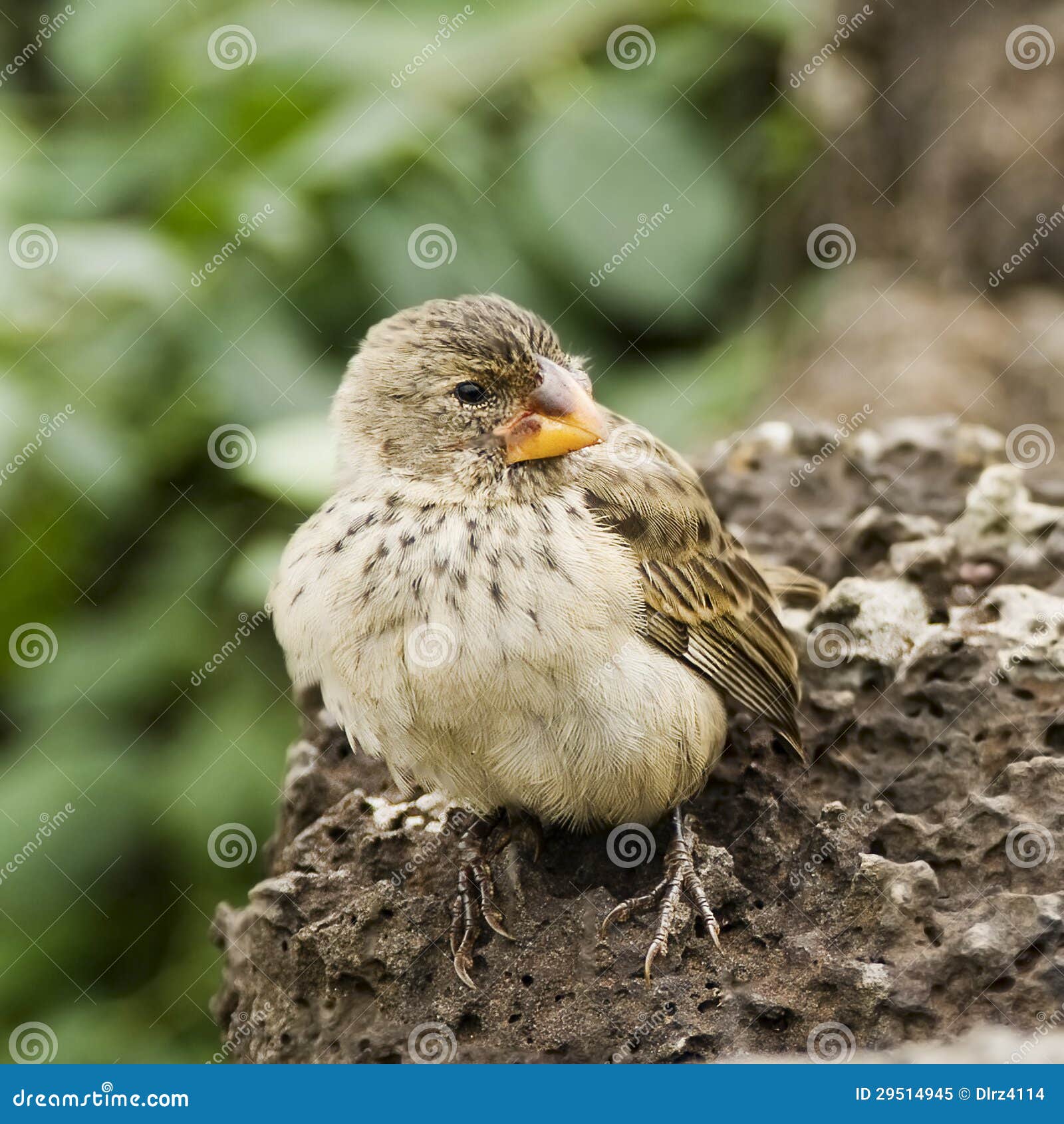 Small Tree Finch stock image. Image of island, parvulus - 29514945