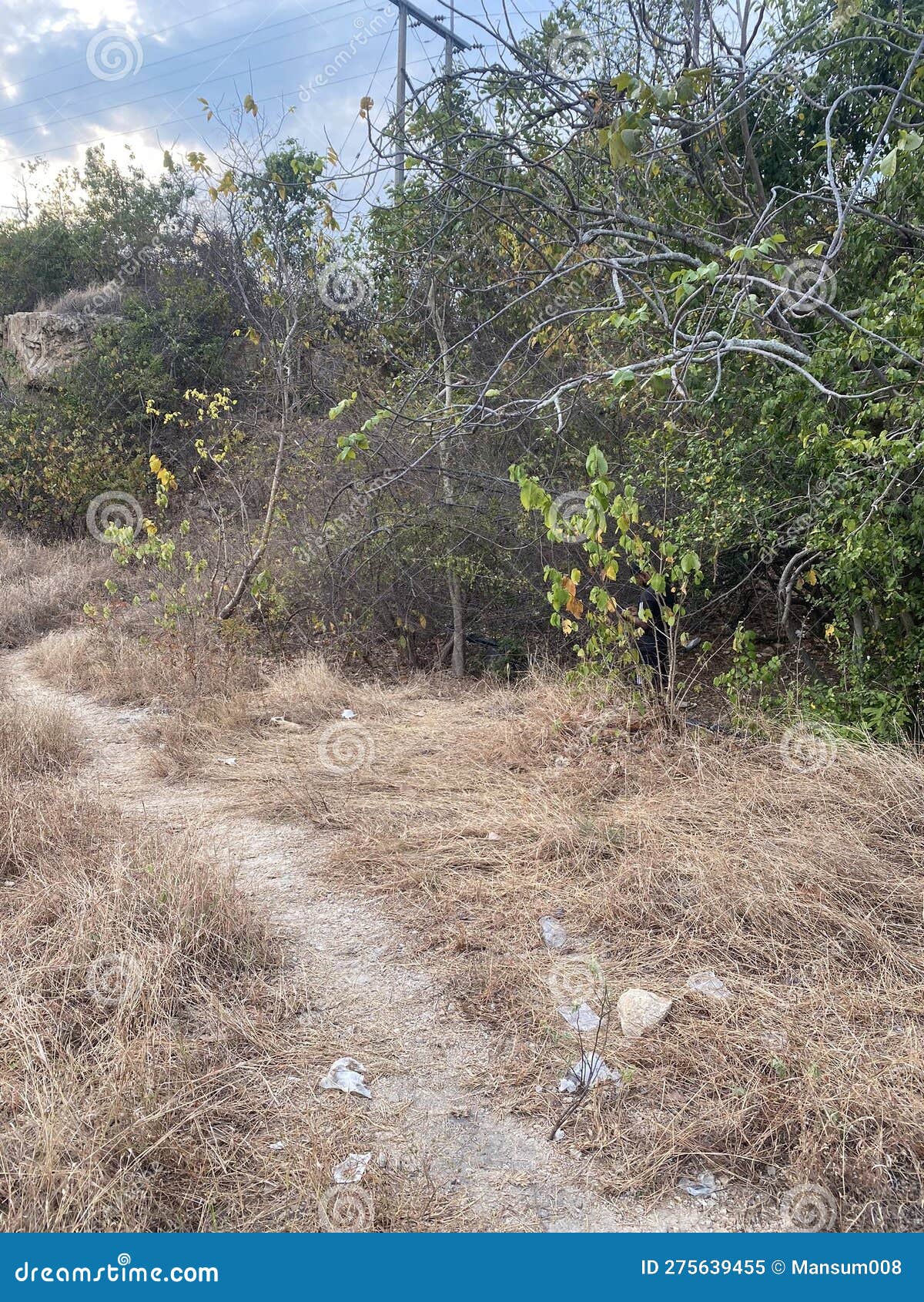 A small tree in the forest stock image. Image of chonburi - 275639455