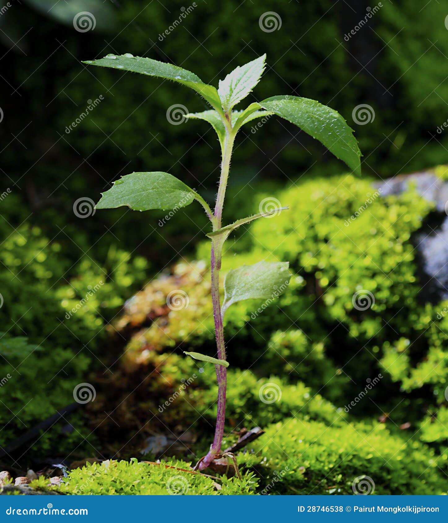 Small tree in the forest stock photo. Image of spring - 28746538